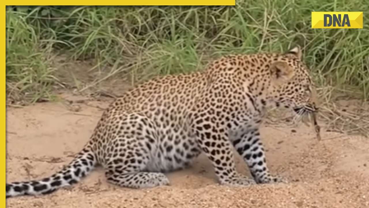 Viral video: Baby bird's incredible escape from leopard by playing dead ...