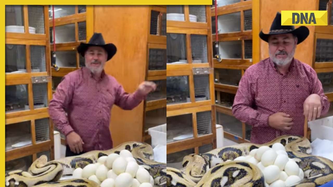 Daring encounter: Mother python attacks man who tries to take her eggs ...