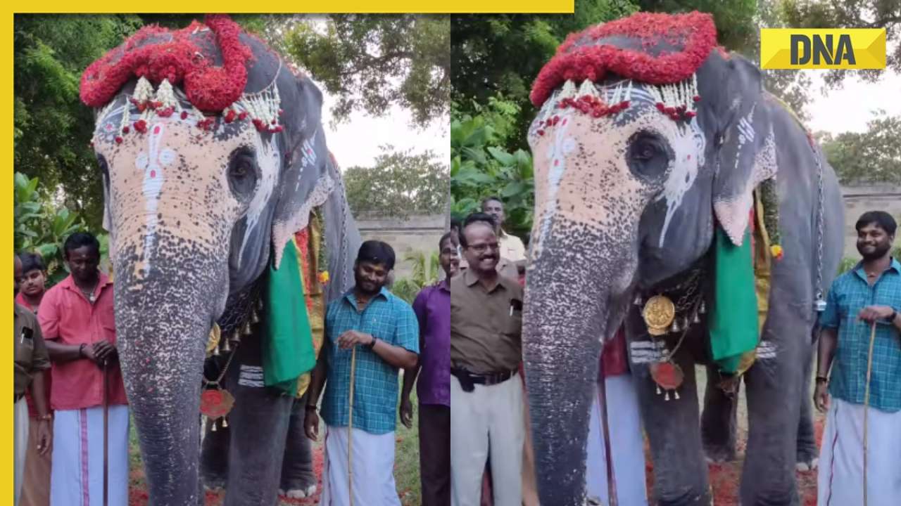 This adorable birthday party for elephant will make you say aww, watch