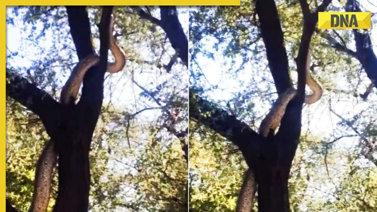 Massive 'anaconda' spotted on tree, viral video shocks internet