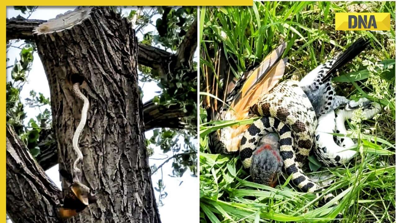 Viral video: Mama bird engages in life-and-death battle with snake to ...