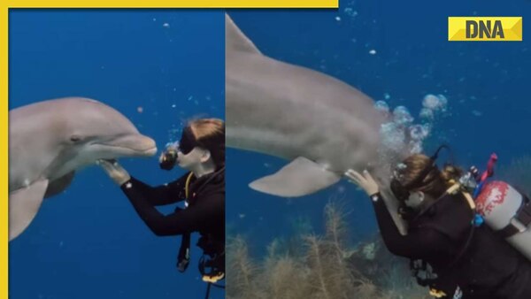 'Irresistibly cute': Dolphin and woman's enchanting cuddle session ...