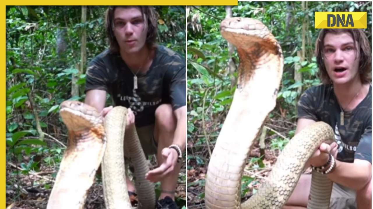 Man's fearless gesture to lift massive venomous king cobra results in ...