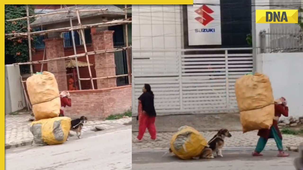 Stray dog shows unconditional love by helping rag picker, viral video ...