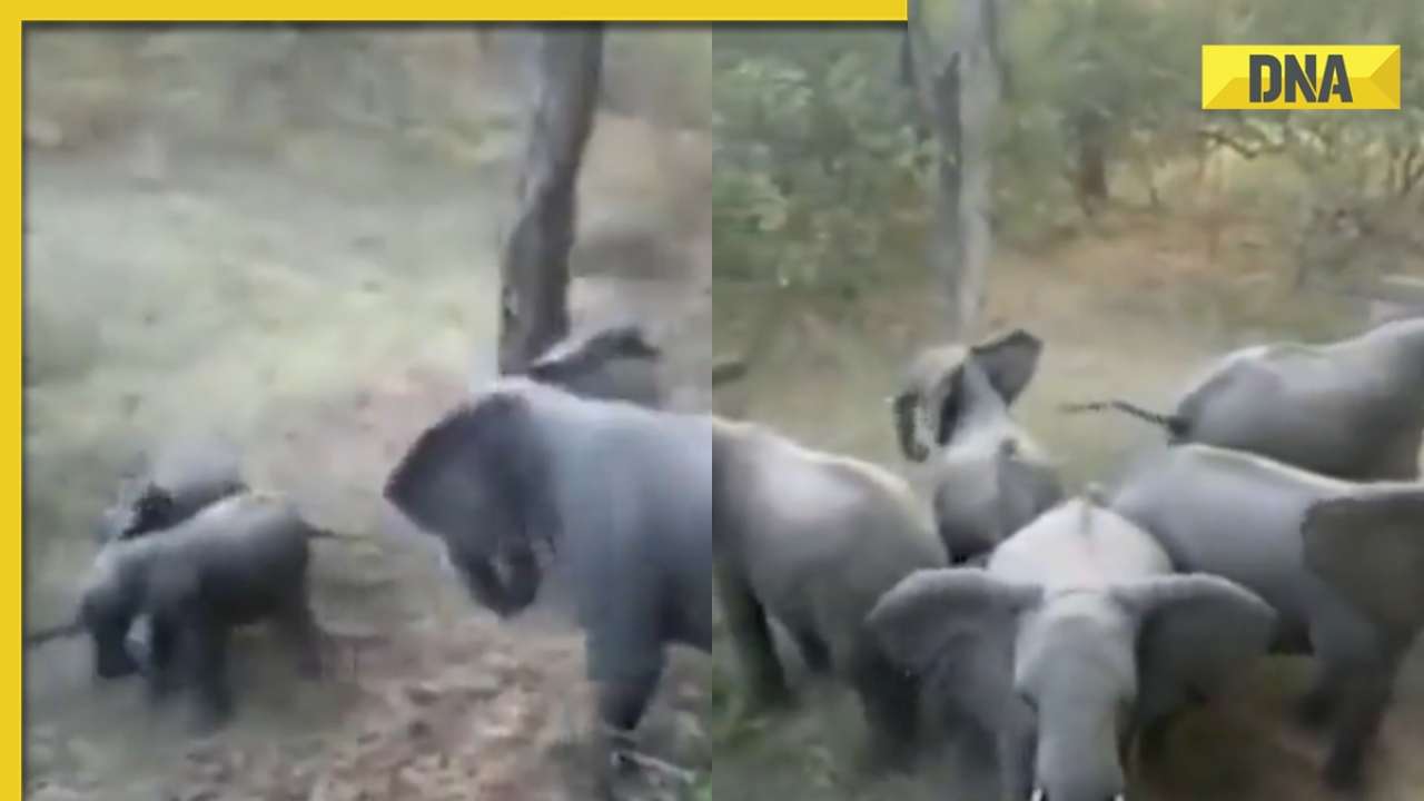 Protective elephant herd forms circle to shield young ones from ...