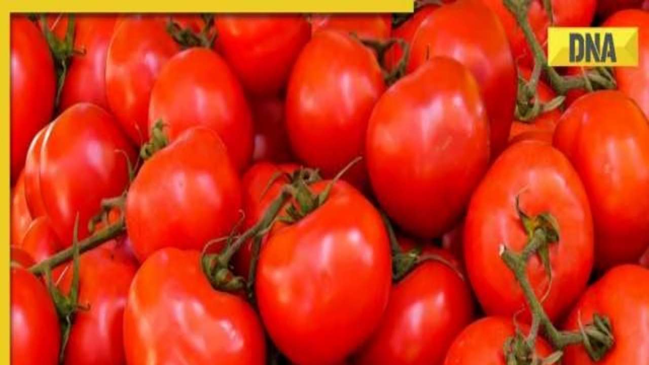 Tomato prices: 100 percent rate hike likely, new rates may cross Rs…