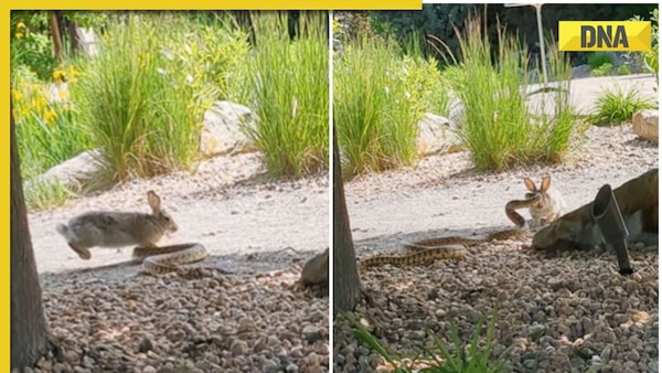 Unprecedented twist: Rabbit stuns internet in epic battle against ...