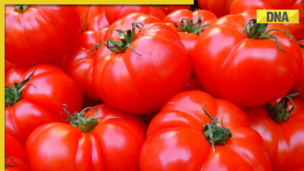 Delhi tomato prices slashed: Here’s how you can get tomatoes for Rs 90 per kg in Noida, Gurugram ...