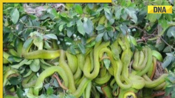 'Garden of snakes': Scary footage shows rare glimpse of serpent farming ...