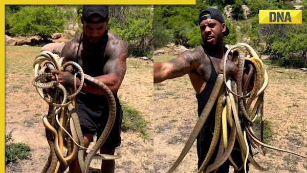 Fearless man releases dozens of snakes into wild, viral video stuns ...