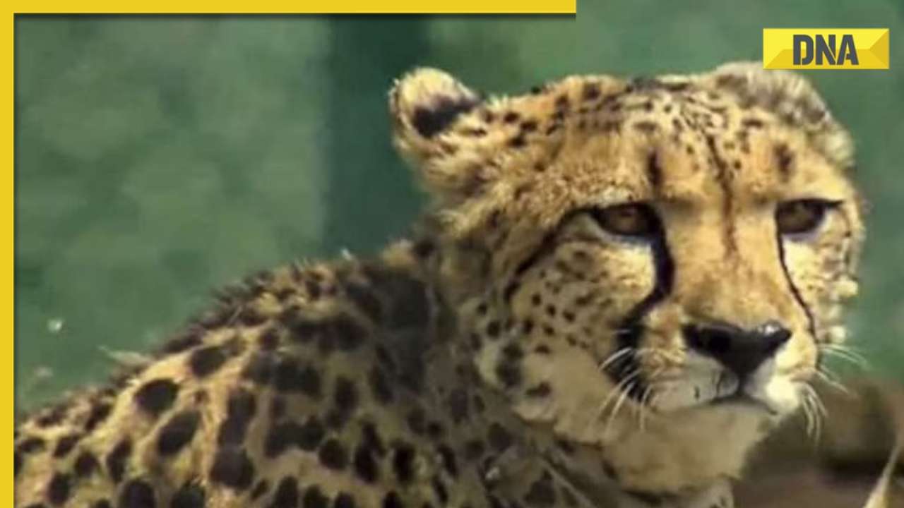 DNA Special: Are 'Caller IDs' responsible for death of cheetahs at ...