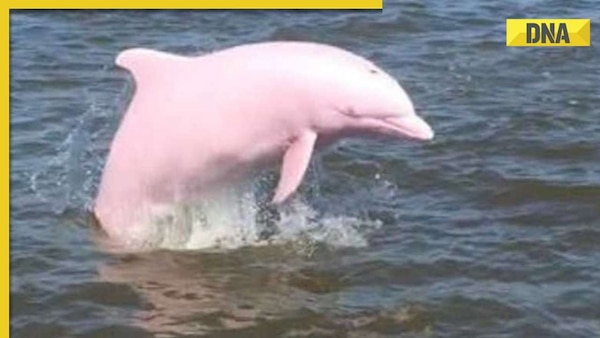 Rare pink dolphin spotted in Louisiana waters, viral video amazes internet