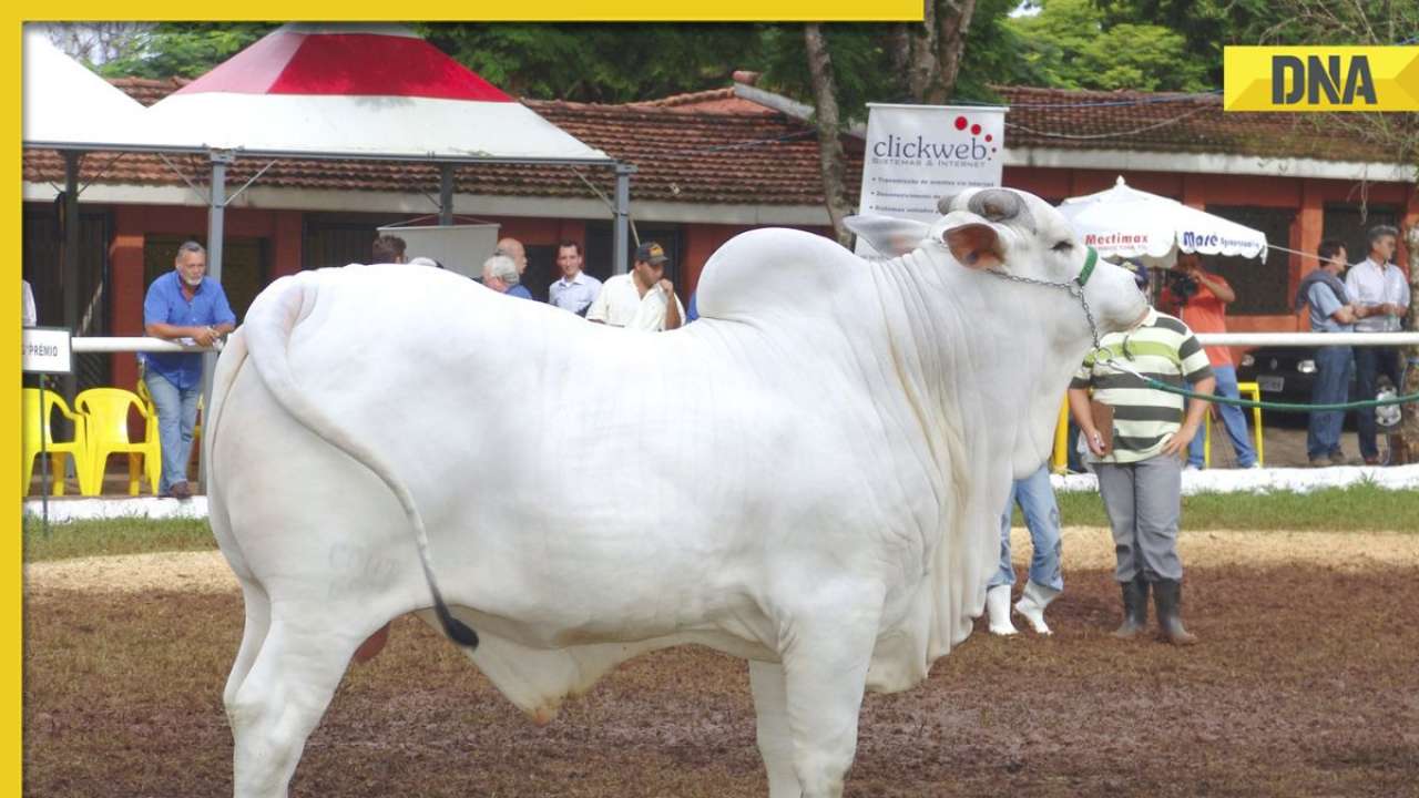 World's most expensive cow costs whopping Rs 35 crore in Brazil, know ...