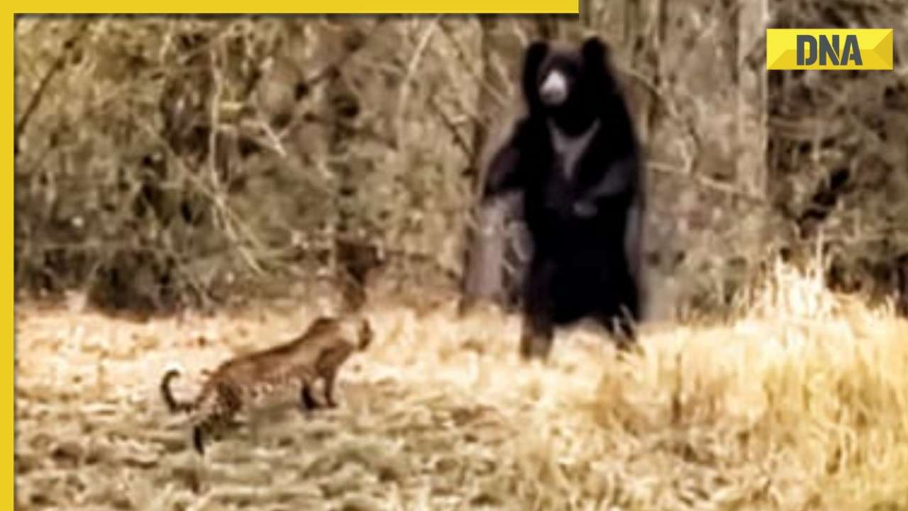 Viral video: Jaw-dropping face-off between leopard and sloth bear stuns ...