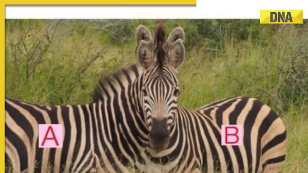 Optical illusion: To which zebra does the head belong?