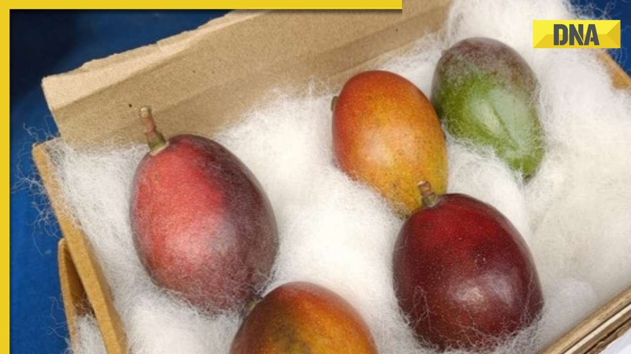 This Indian farmer grows world's 'most expensive' mango in his orchard ...