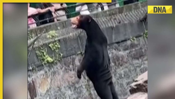 Video: Chinese zoo's 'human-like' bear goes viral, stirs online debate