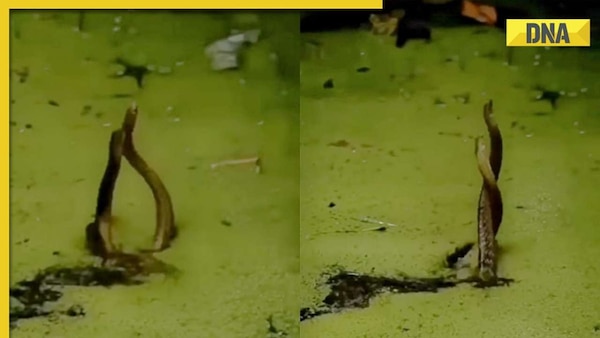 'Naag-naagin romance': Enchanting dance of two snakes goes viral in ...