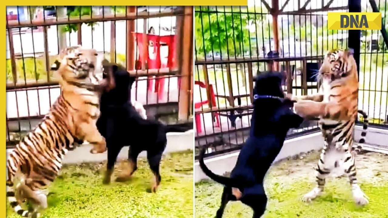 Viral video: Brave dog vs fierce tiger - who wins the battle? watch