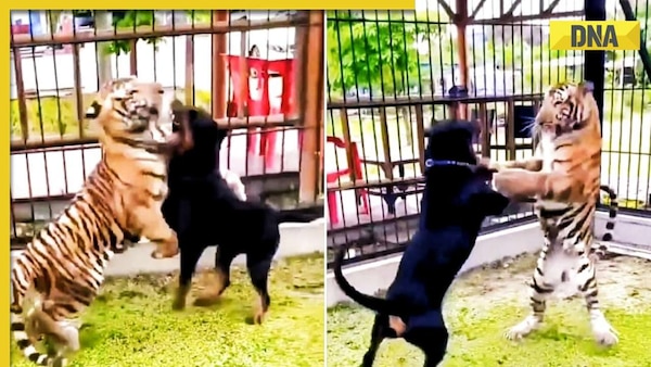 Viral video: Brave dog vs fierce tiger - who wins the battle? watch