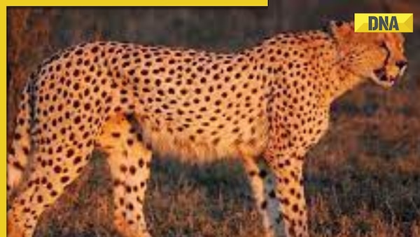 Explained: Why cheetahs brought to India’s Kuno National Park are dying ...