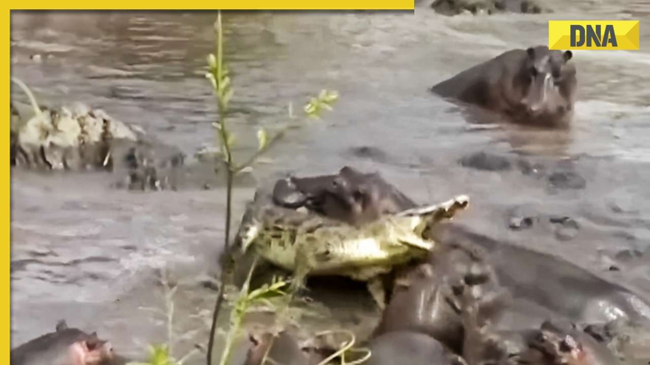 Viral video: Crocodile's nightmare encounter with angry hippos stuns internet, watch