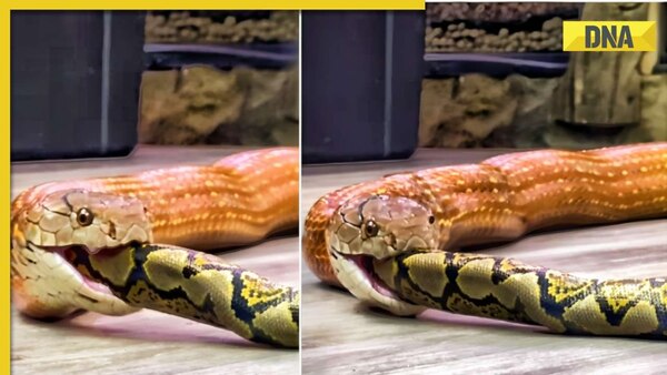 Terrifying viral video: Monstrous python swallows large serpent alive ...