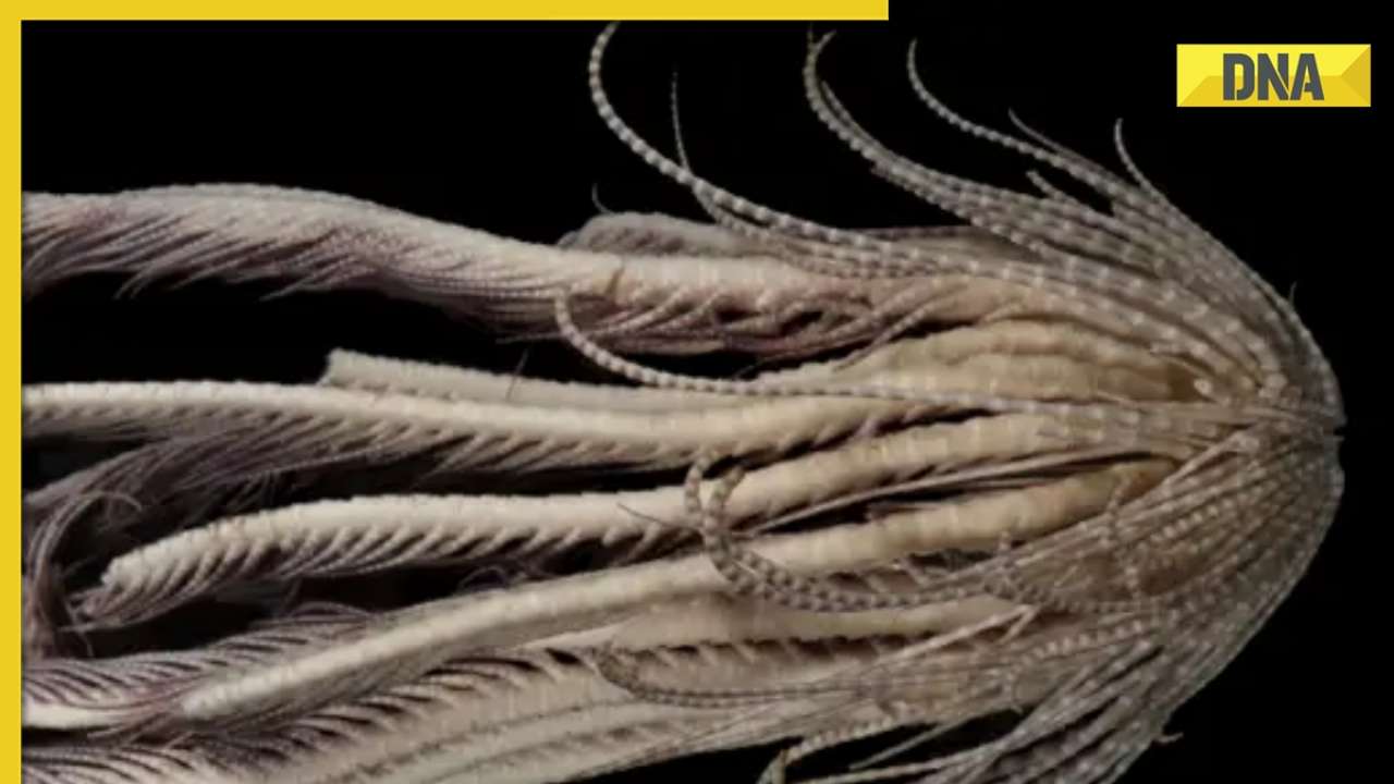 Enormous sea creature boasting 20 arms on strawberry-shaped body found ...