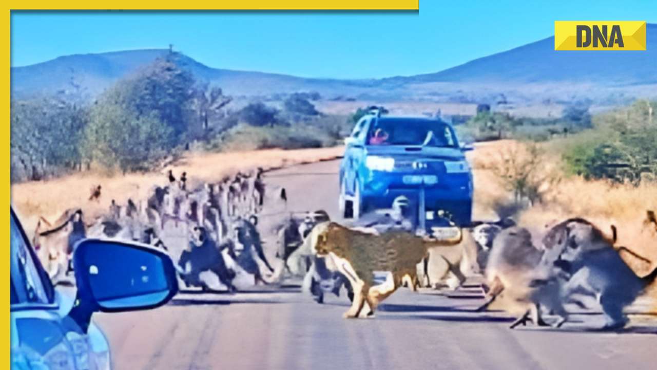 Terrifying showdown: Baboon troop's ruthless ambush on leopard caught in chilling viral video