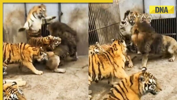Viral video: Ferocious tigers take on giant lion in terrifying battle of predators, watch who wins