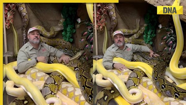 Viral video: Man's remarkable composure amidst dozens of mighty pythons ...