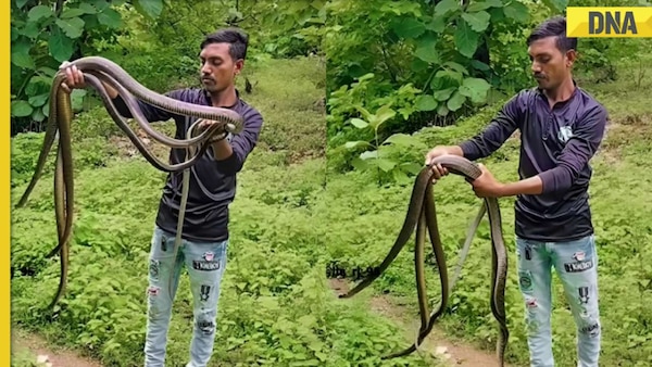 Viral video: Daring man's tense interaction with massive snakes sends ...