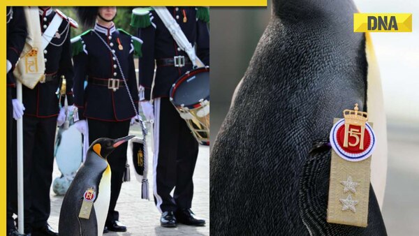 Meet Sir Nils Olav III: The penguin promoted to third highest rank in ...
