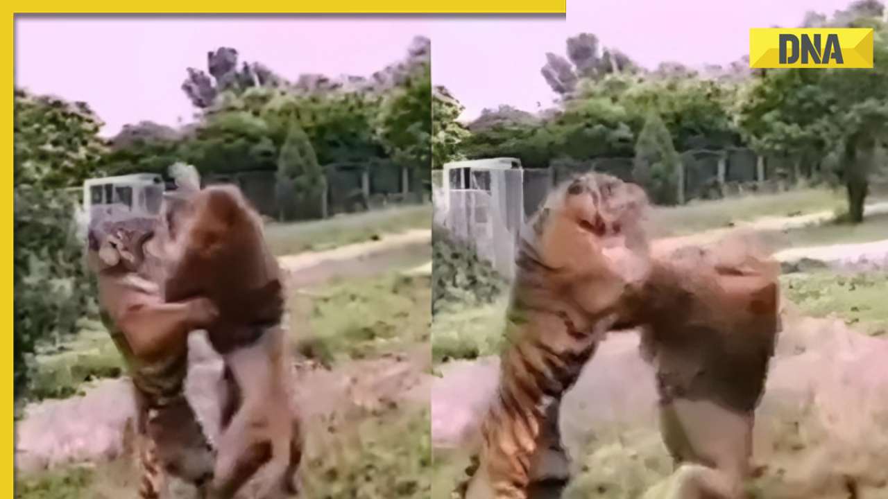 Clash Of Apex Predators Viral Video Reveals Bone Chilling Tiger Vs