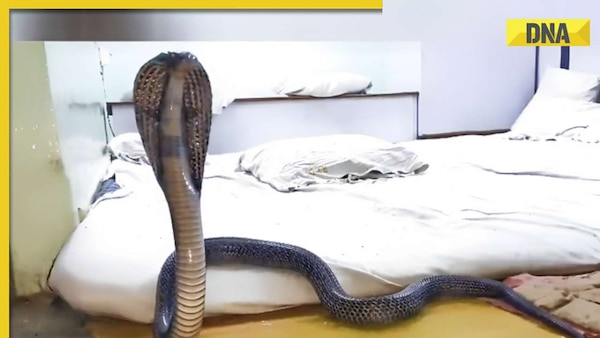 Chilling shock: Lethal king cobra emerges from under bed in Rajasthan ...