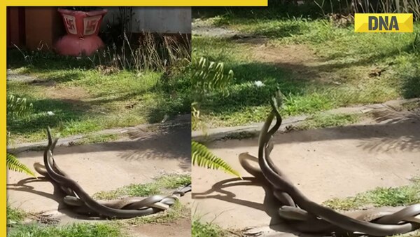 Cute viral video: Trio of dancing snakes wins the internet's hearts, watch