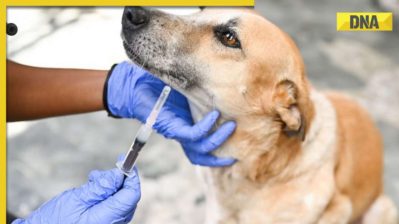 Ghaziabad boy dies of rabies over a month after dog bite, know risks ...