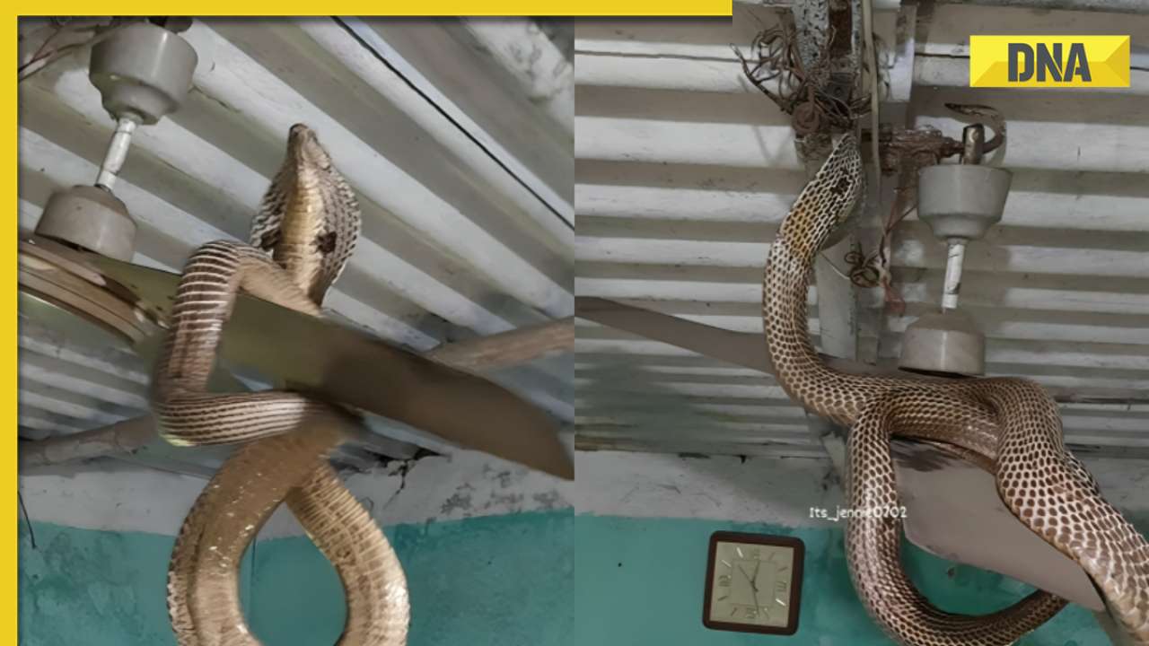 Chilling encounter: Huge king cobra sneakily wraps around ceiling fan ...