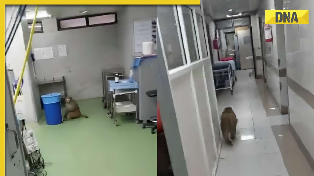 Delhi: Monkey swings into RML hospital's operation theatre, viral video ...