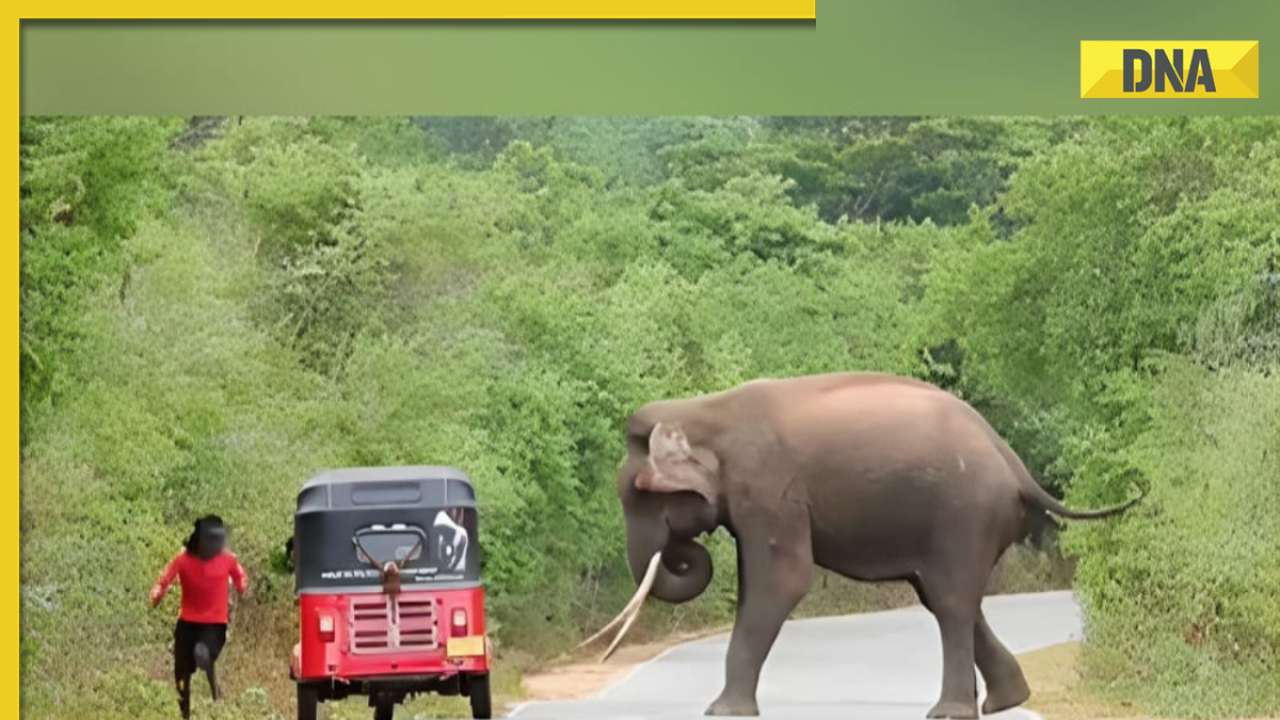 Fearful showdown: Viral video captures elephant's terrifying charge at ...