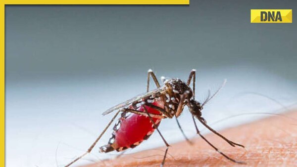 Explained: What is DEN-2 strain of dengue that causes severe body pain?
