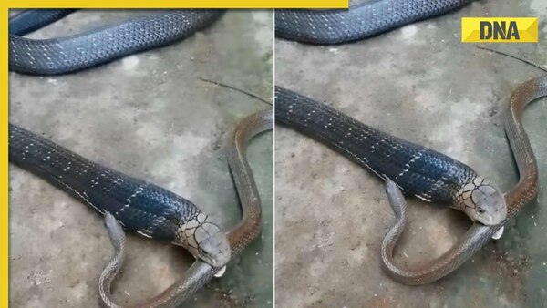 Massive king cobra devours live snake in viral video, internet is shocked