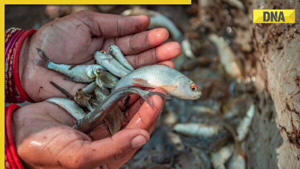 Woman loses all four limbs after eating contaminated fish, deets inside