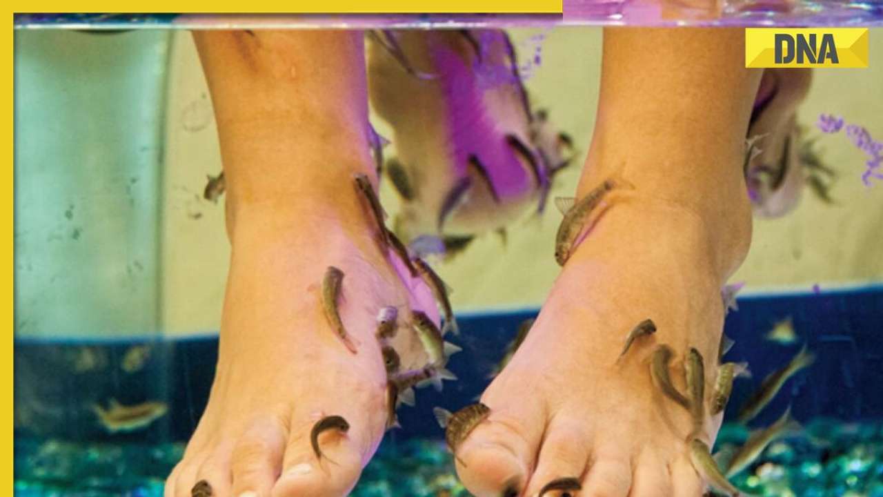 Going for fish pedicure? Here's why you should think twice before ...