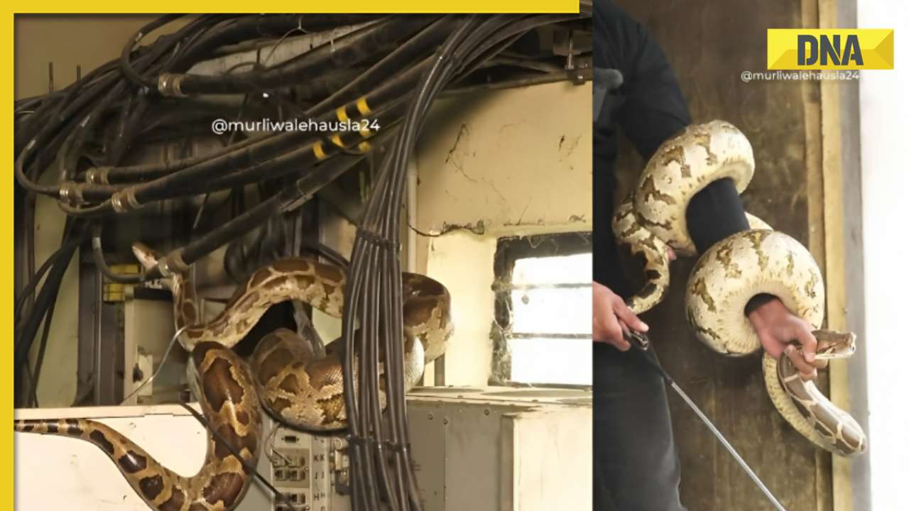 Massive python spotted crawling on tangled wires at substation; viral ...