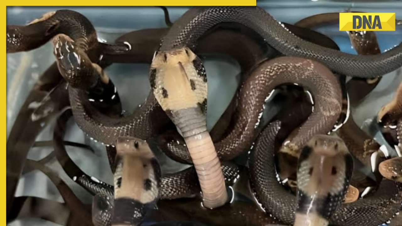 Viral video: Man fearlessly bathes dozens of baby cobras, internet is shocked