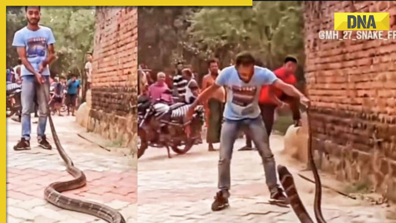 Viral video sends chills down spines as man faces off with giant king ...