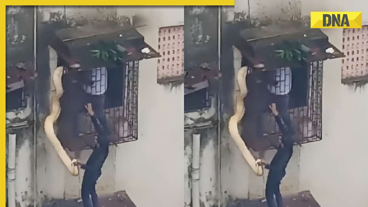 Viral video sends chills down spines as massive snake dangles from ...