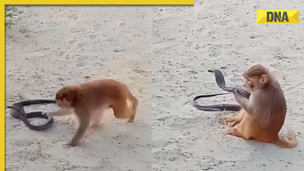 Viral video: Fearless monkey emerges victorious in intense battle ...