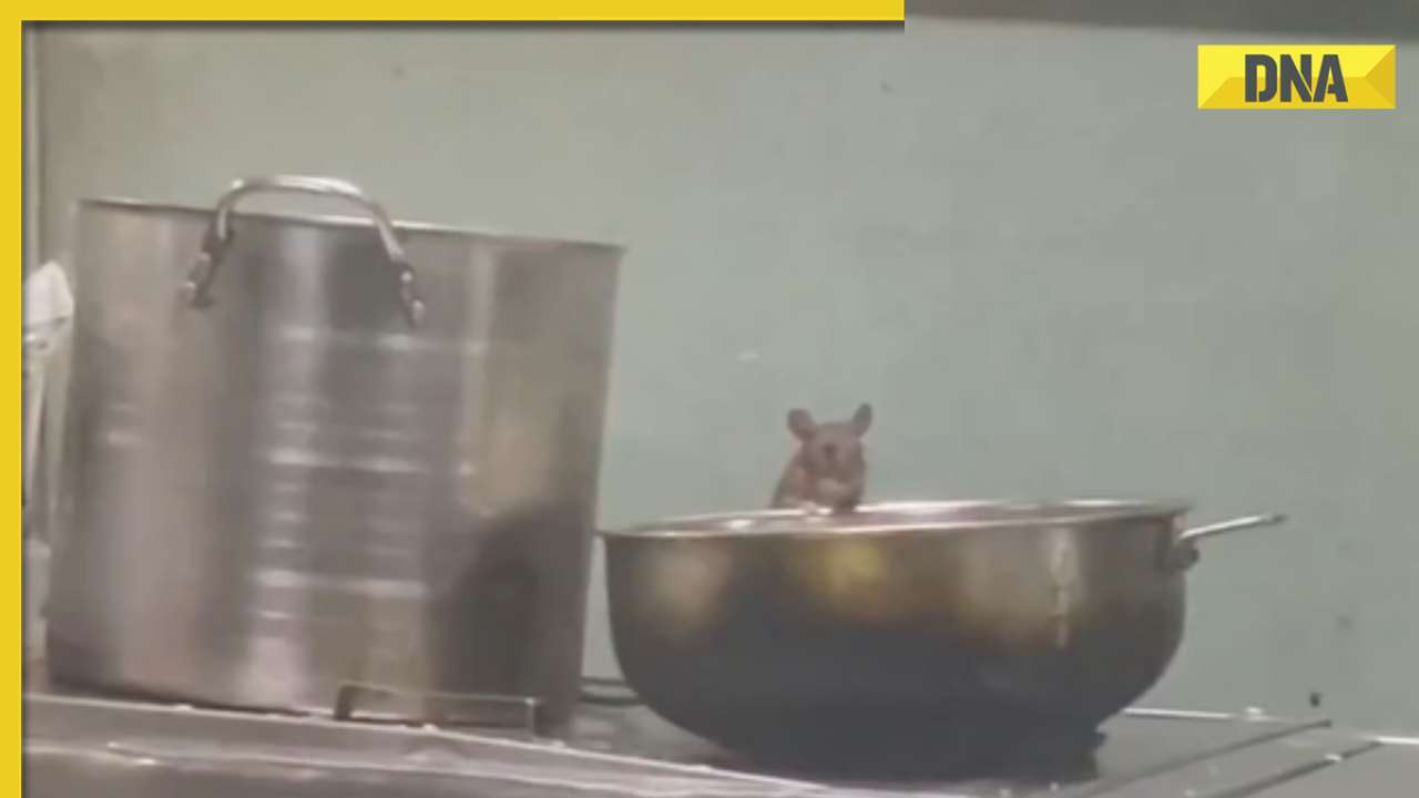 Viral video: Rats in train pantry caught on camera, Railways responds